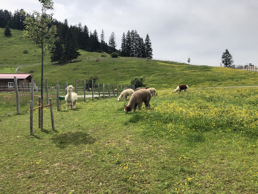 Alpsee Bergwelt – Freizeit-Spass mit Abenteuer-Alpe und Rollercoaster ...